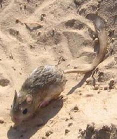 Thick-tailed three-toed jerboa Facts for Kids