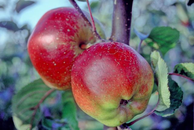 Baldwin apple Facts for Kids