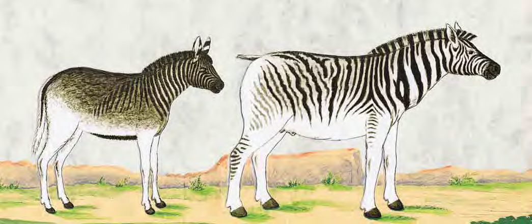 Quagga Facts for Kids