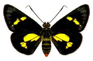 Butterfly Facts for Kids