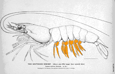 Aquatic locomotion Facts for Kids