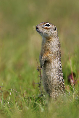 Spermophilus Facts for Kids