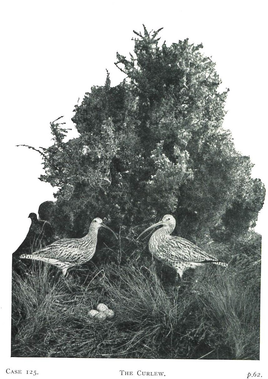 Image: The Curlew. Case 125. British Birds Gallery, The Lord Derby ...