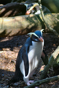 Fiordland penguin Facts for Kids
