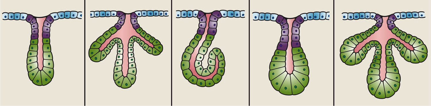 Gland Facts For Kids