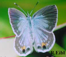 Miami blue Facts for Kids