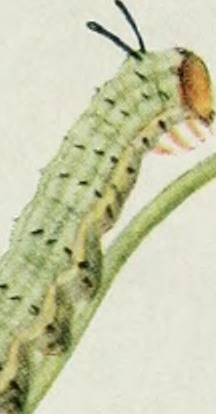 Rosy maple moth Facts for Kids