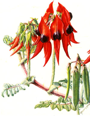 Sturt's desert pea Facts for Kids