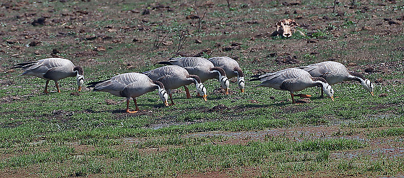 Bar-headed Goose Facts for Kids