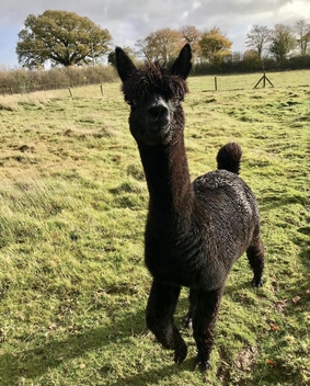 Geronimo (alpaca) Facts for Kids