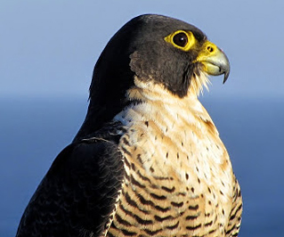 Peregrine falcon Facts for Kids
