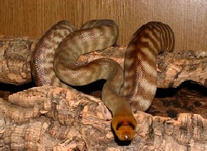 Woma python Facts for Kids