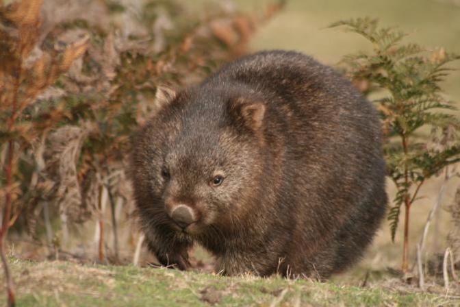 Common wombat Facts for Kids