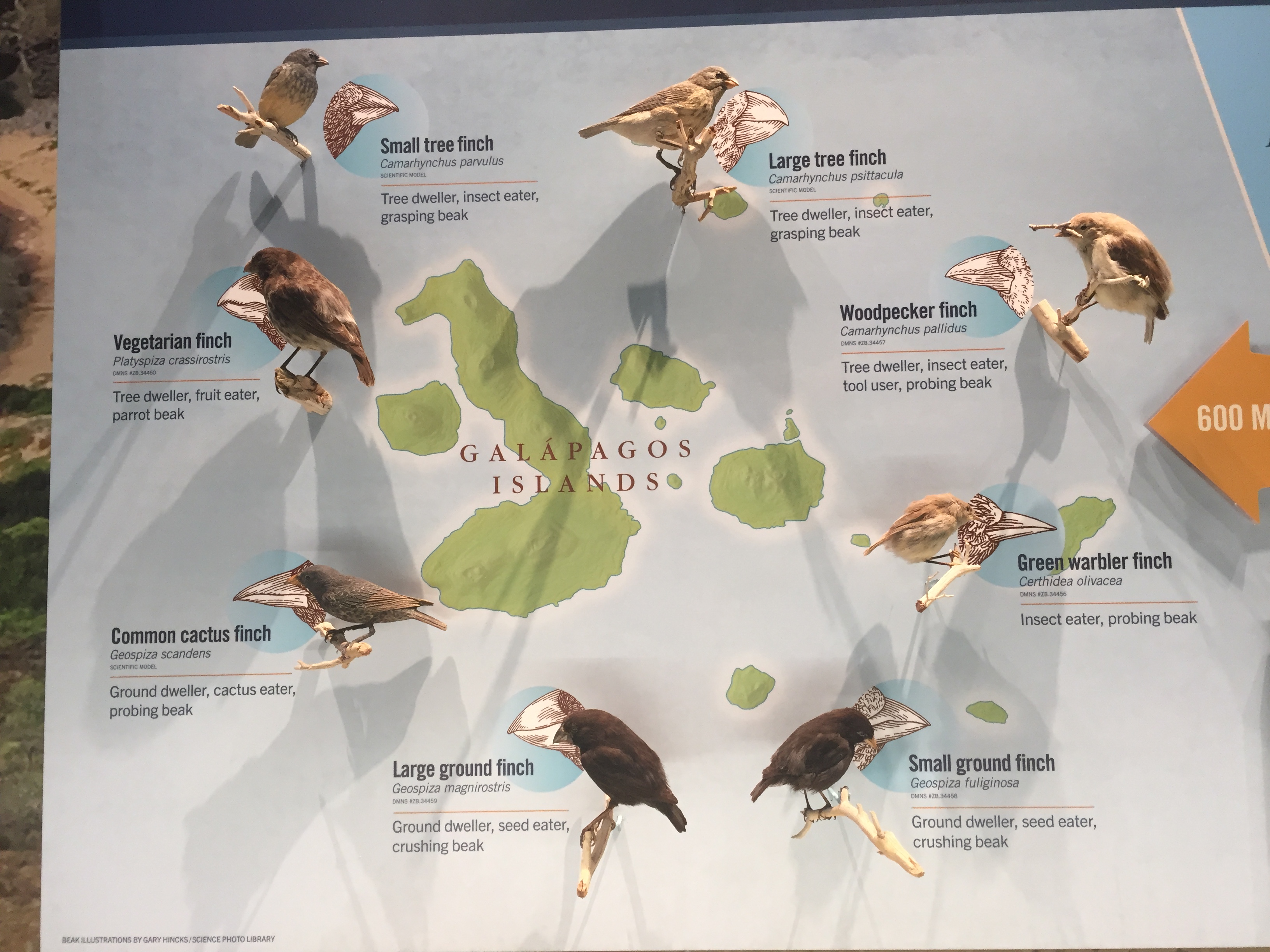 Image: Darwin's Finches, Denver Museum of Nature and Science