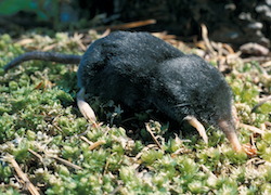 American shrew mole Facts for Kids