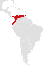 Red-tailed squirrel Facts for Kids