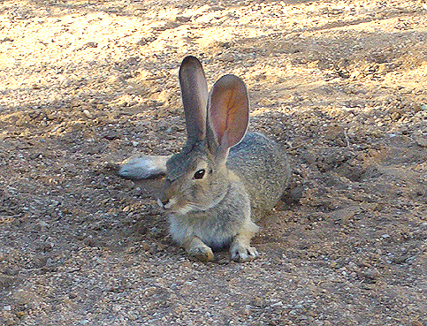 Cottontail rabbit Facts for Kids