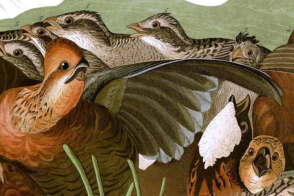 John James Audubon Facts for Kids