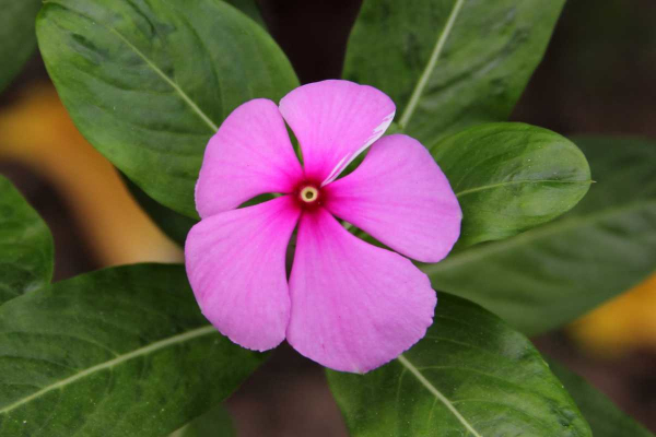 Catharanthus roseus Facts for Kids