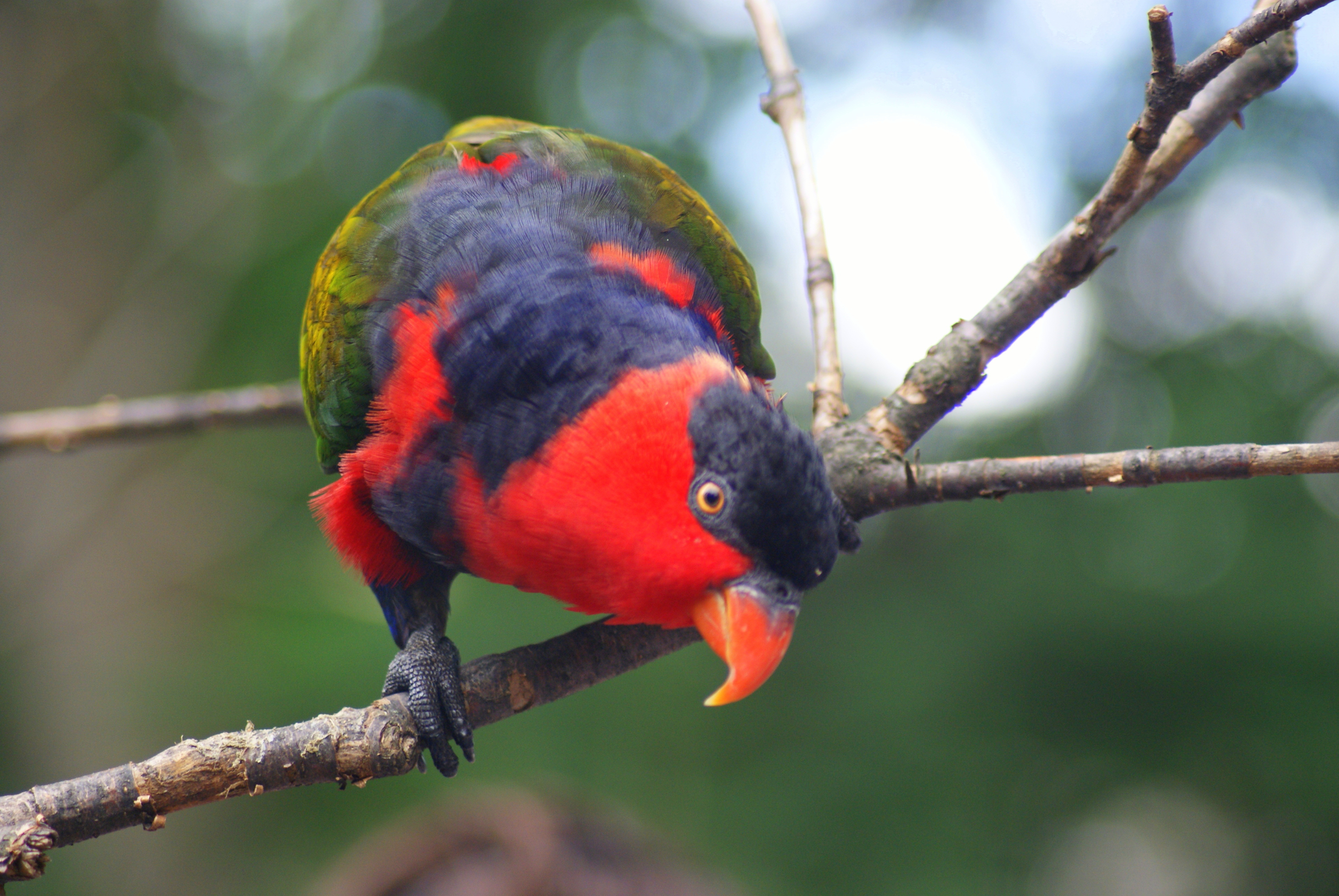 Lories and lorikeets Facts for Kids