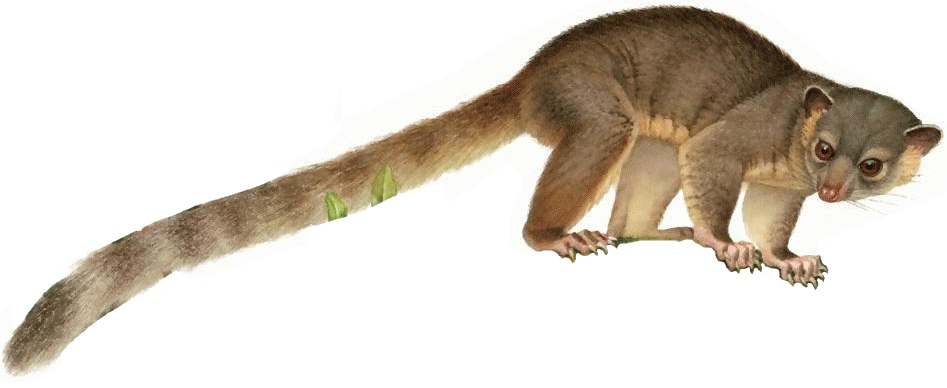 Procyonidae Facts for Kids