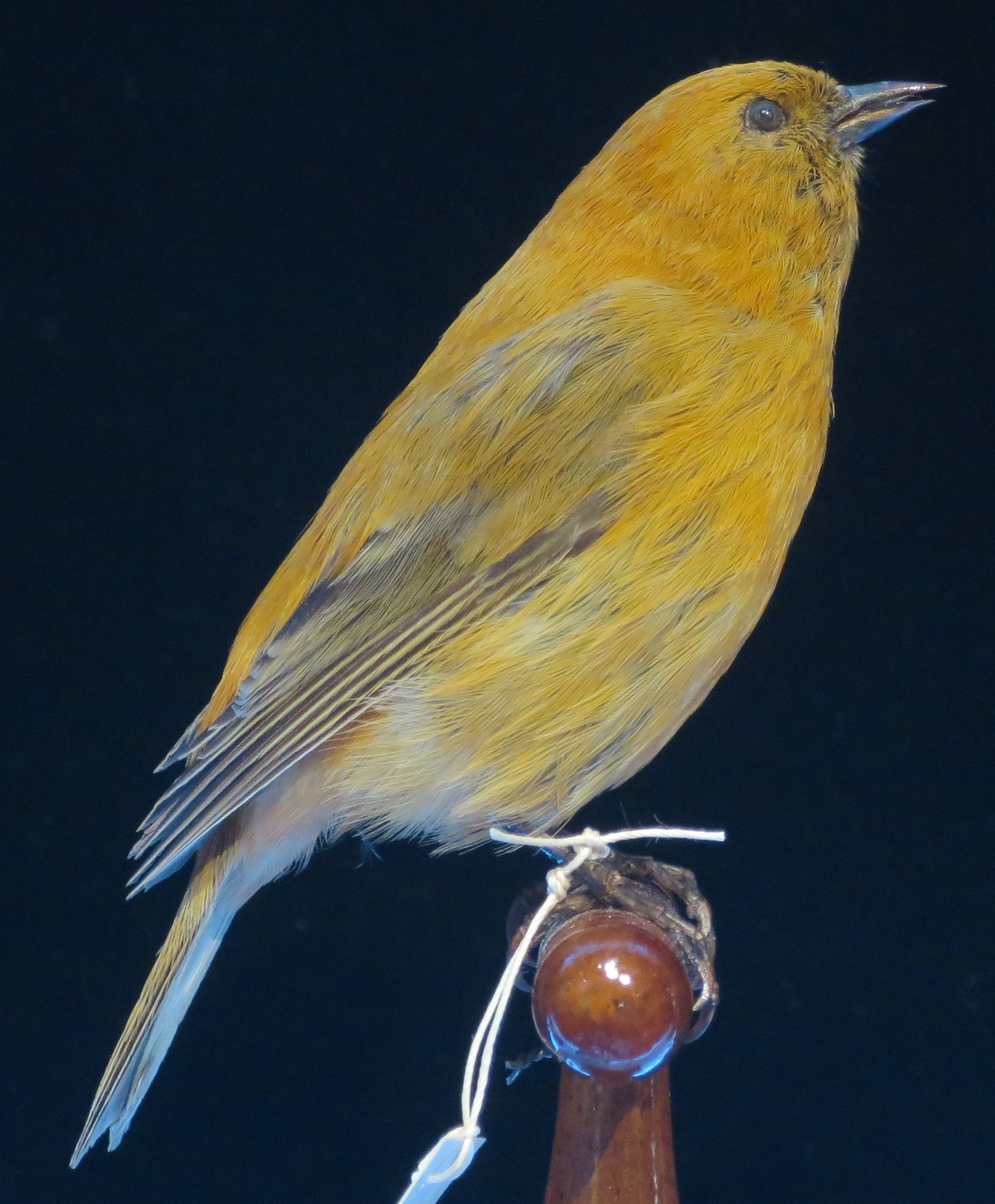 Image: Loxops ochracea Roths, male (Maui 'akepa), Bishop Museum, Honolulu