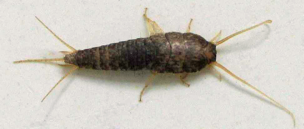 Silverfish Facts for Kids