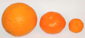 Kishu mikan Facts for Kids
