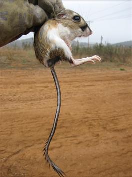 Stephens's kangaroo rat Facts for Kids
