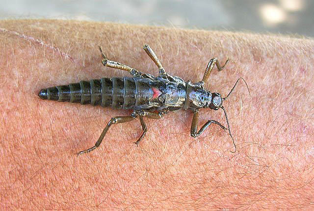 Agathemera Facts for Kids