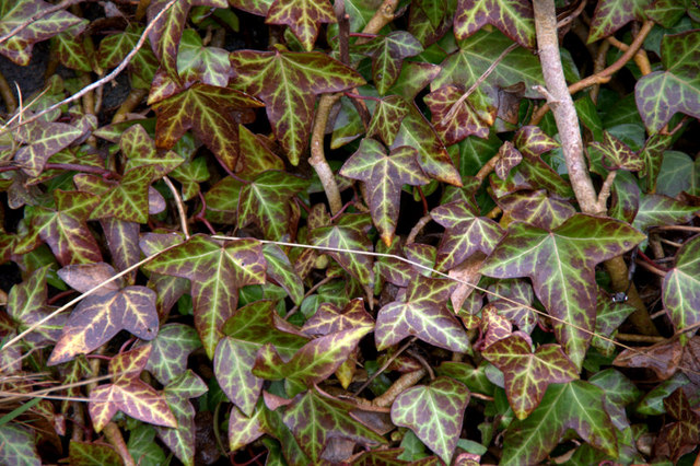 Common ivy Facts for Kids