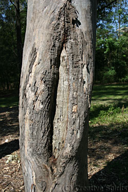 Scarred tree Facts for Kids