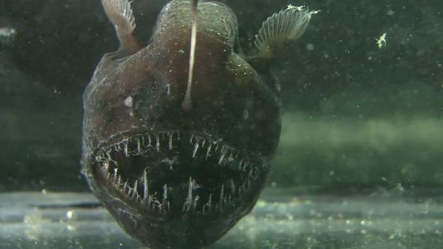 Anglerfish Facts for Kids