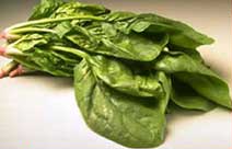 Spinach in the United States Facts for Kids