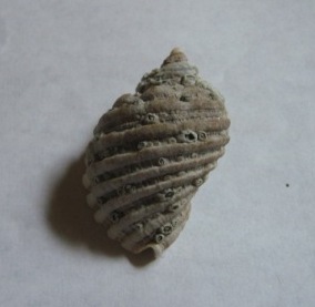 Haustrum haustorium Facts for Kids