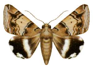 Castor semi-looper Facts for Kids