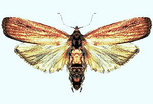 Coconut spike moth Facts for Kids