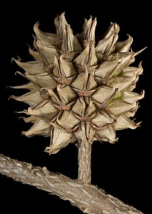 Horned sheoak Facts for Kids