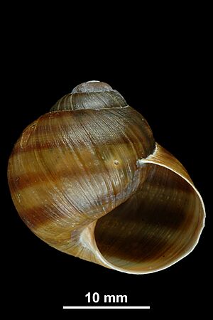 Corsican snail Facts for Kids