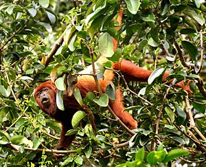 Howler monkey Facts for Kids