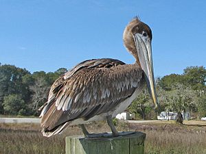 Brown pelican Facts for Kids