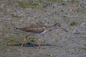 Common redshank Facts for Kids