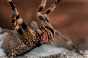 Phoneutria nigriventer Facts for Kids