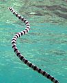 Sea snake Facts for Kids