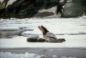 Leopard seal Facts for Kids