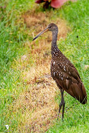 Limpkin Facts for Kids