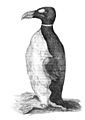 Great auk Facts for Kids