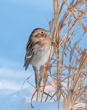 Field sparrow Facts for Kids