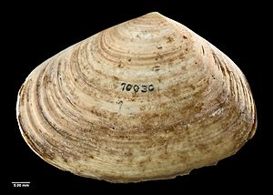 Paphies Facts for Kids