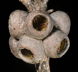 Regelia inops Facts for Kids